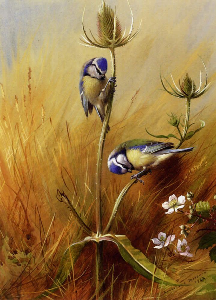 Archibald Thorburn Bluetits On A Teasel Painting - iPaintingsforsale.com